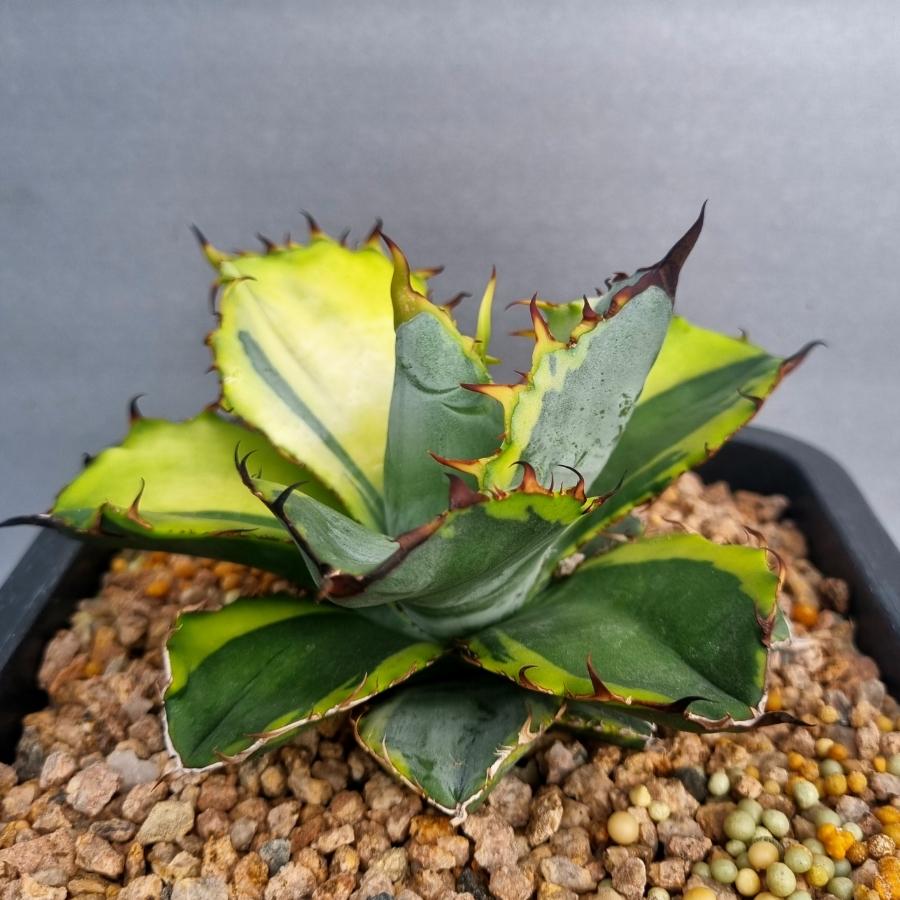 'Blue Diamond' : 네이버 블로그