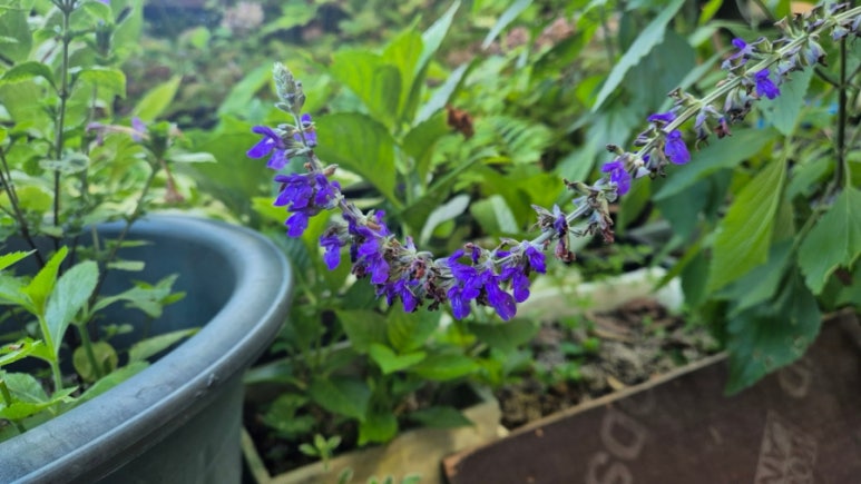 방울꽃과 블루세이지 : 네이버 블로그