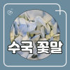수국 꽃말 색깔 별 정리 7가지 네이버 블로그