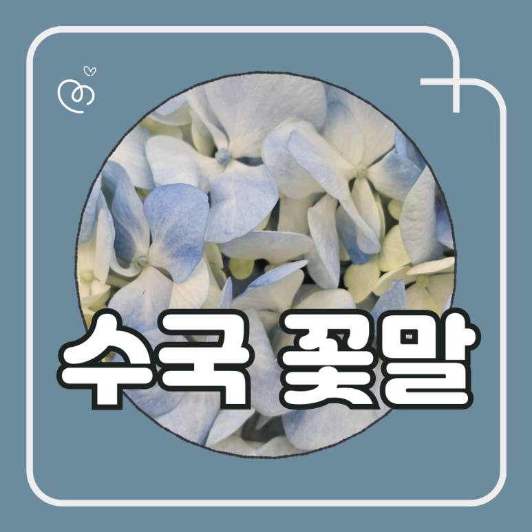 수국 꽃말 색깔 별 정리 7가지 네이버 블로그