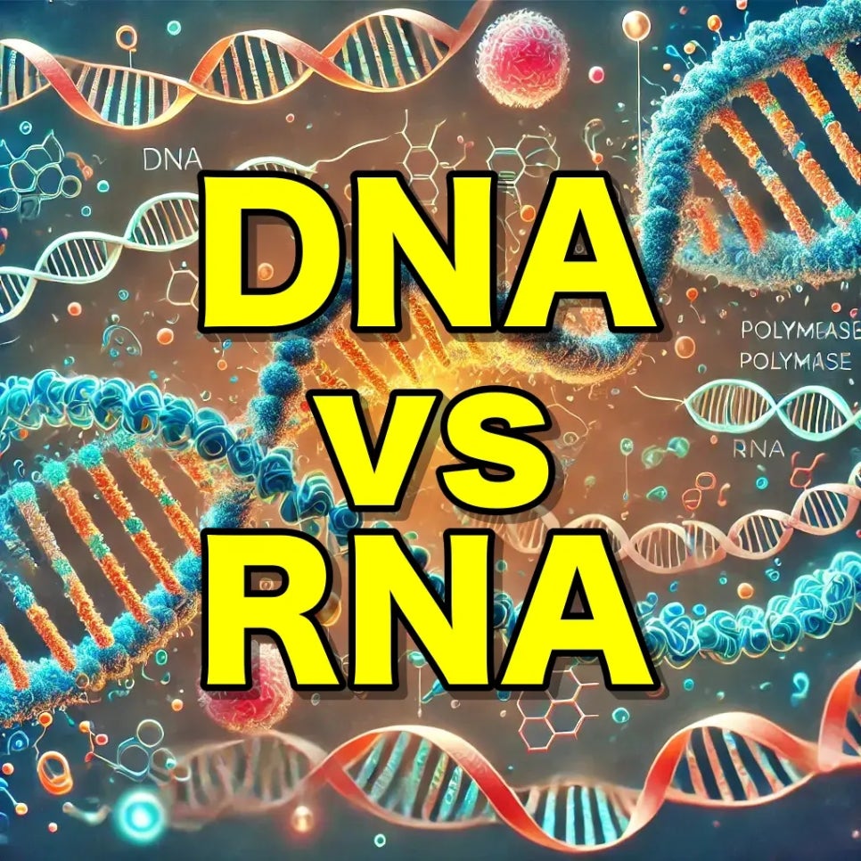 Dna란 무엇이며 Rna와의 차이 구조와 특징 이해하기 네이버 블로그