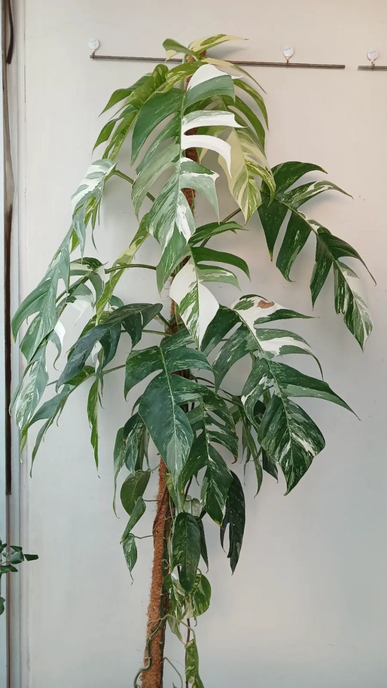 에피바리, 마침내 사람 키를 뛰어넘다. : 네이버 블로그