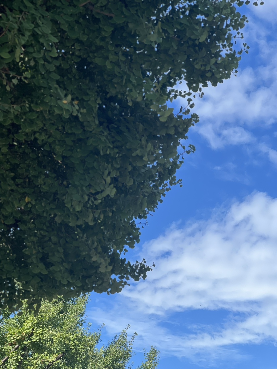 💛 24.09. : 네이버 블로그