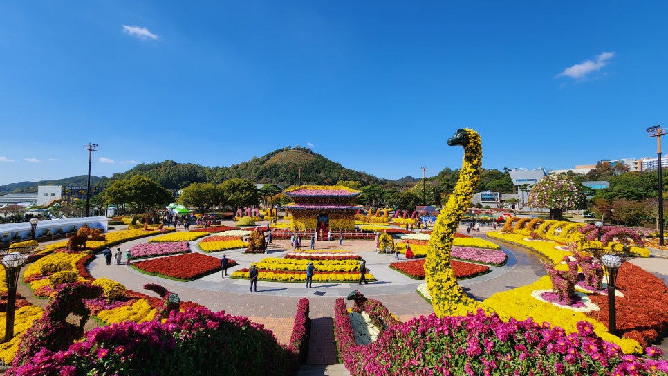 2024년 가을 여행 함평 대한민국 국향대전 국화 축제 네이버 블로그