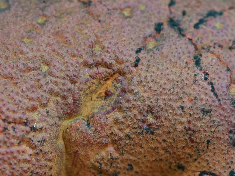 땅콩버섯(당귀야자버섯) - Entonaema liquescens : 네이버 블로그