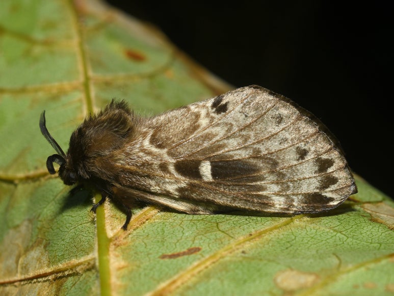 가운데노랑솔나방 Pyrosis eximia Oberthür, 1880 : 네이버 블로그