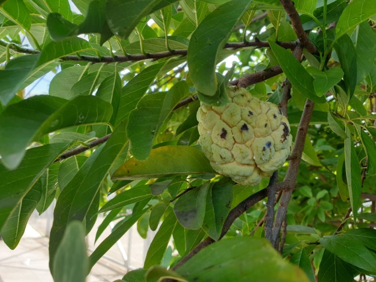 천상의 과일 슈가애플(Sugar apple) : 네이버 블로그