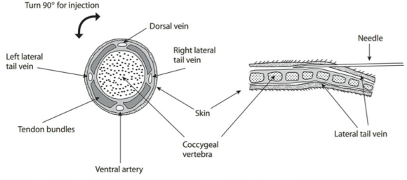 Mouse 보정 / injection - 경구투여, 비경구투여 (복강, 근육, 정맥, 피하, 피내, 뇌 관련주사) : 네이버 블로그