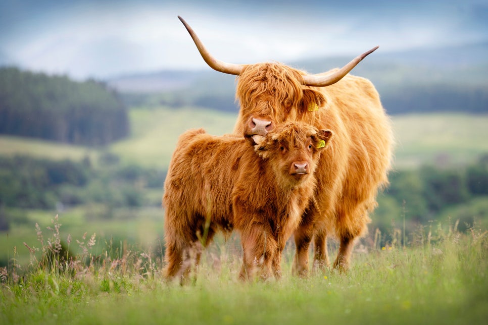 긴 털이 아름다운 스코틀랜드 전통의 하이랜드 소(Beautiful long hair, Highland Cattle of ...