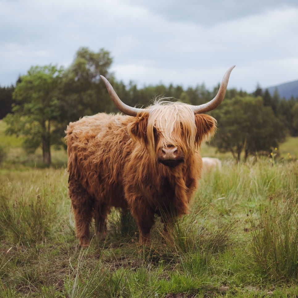 긴 털이 아름다운 스코틀랜드 전통의 하이랜드 소(Beautiful long hair, Highland Cattle of ...