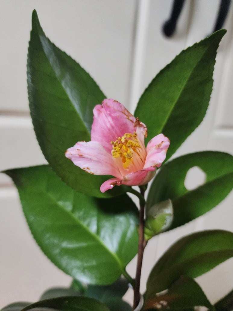 2401-113)동백-요이오케사 : 네이버 블로그