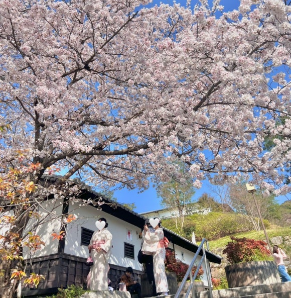 🇯🇵 오사카 • 교토 벚꽃 명소 오사카성 야사카신사 마루야마공원 네이버 블로그