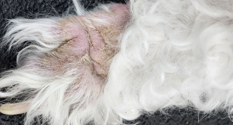 강아지 알러지 피부가려움 애견 피부병 목욕하기 : 네이버 블로그