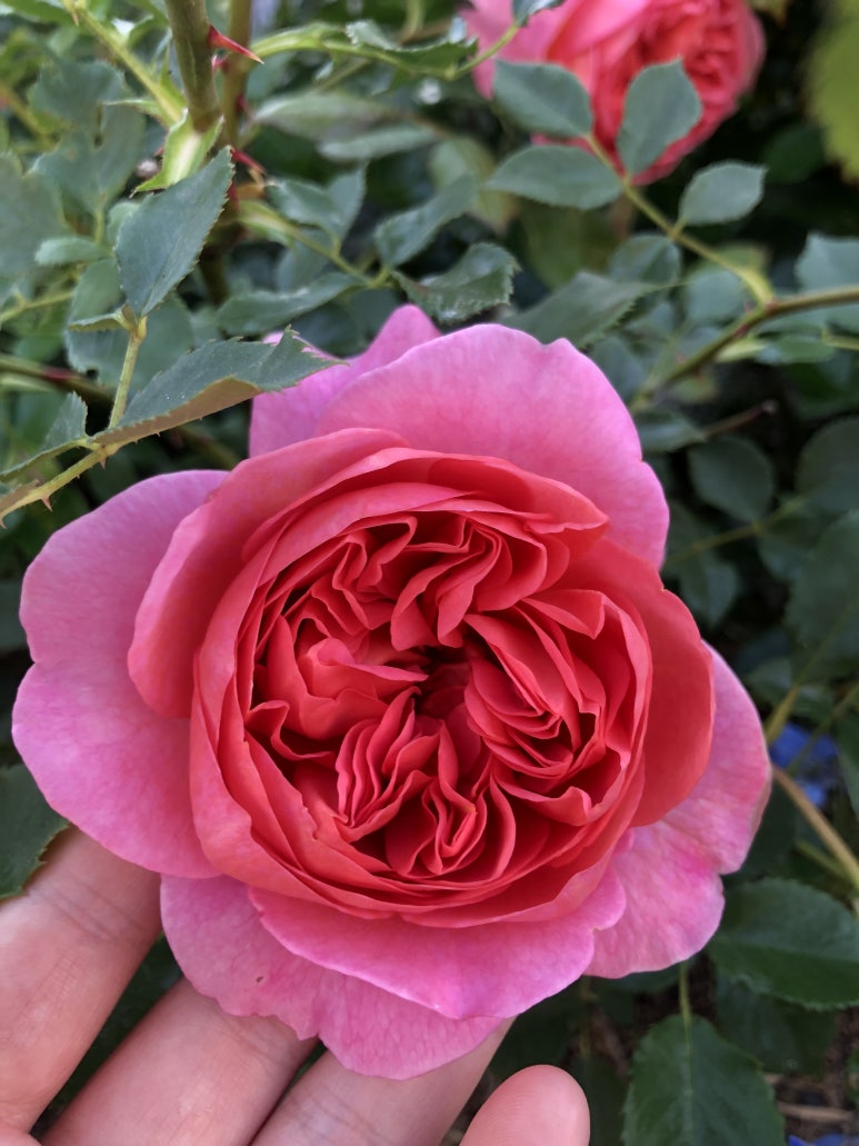 [2023] 보스코벨 : 네이버 블로그