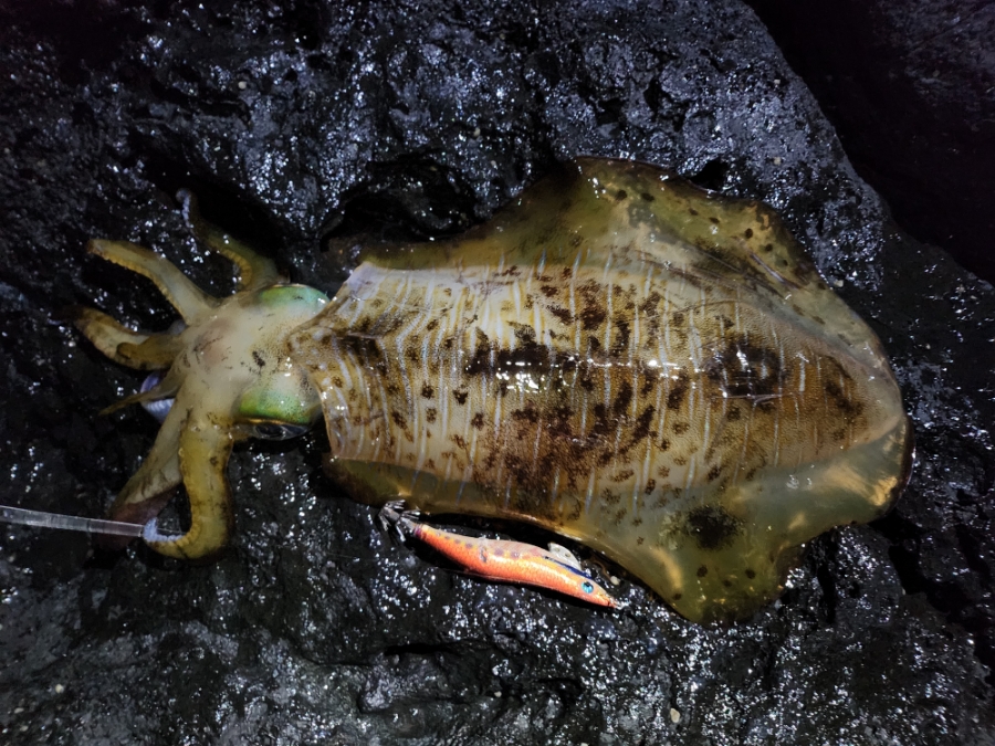 서귀포시 남원읍 에깅, 1.58kg 무늬오징어 체포! : 네이버 블로그
