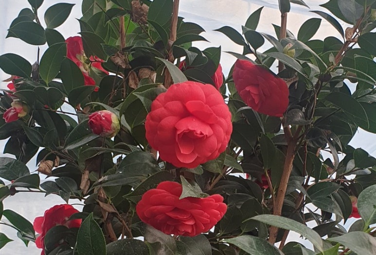 겨울에 피는 붉은 꽃 겹동백 장미동백 동백꽃 꽃말 네이버 블로그