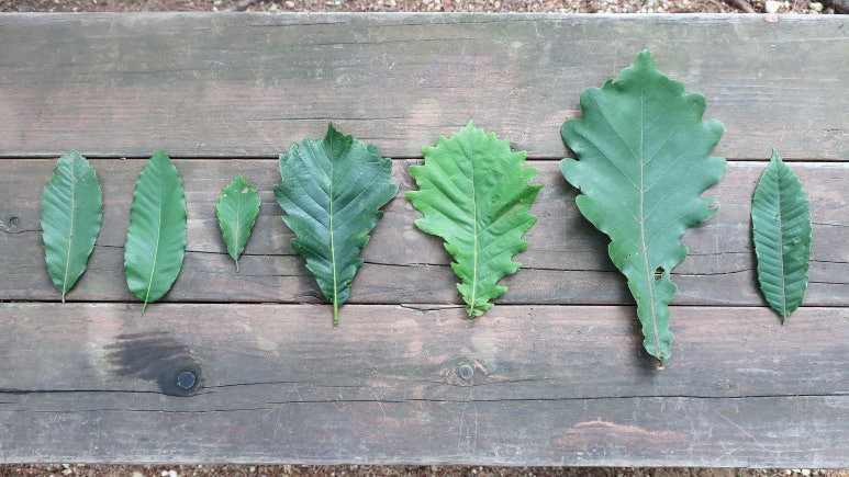 낙엽 참나무 6종 영상으로 보기 : 네이버 블로그