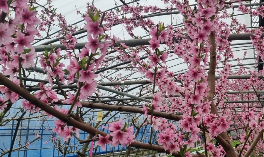 복사꽃복숭아꽃 피는 시기 꽃말 복숭아 종류 알아보기 네이버 블로그