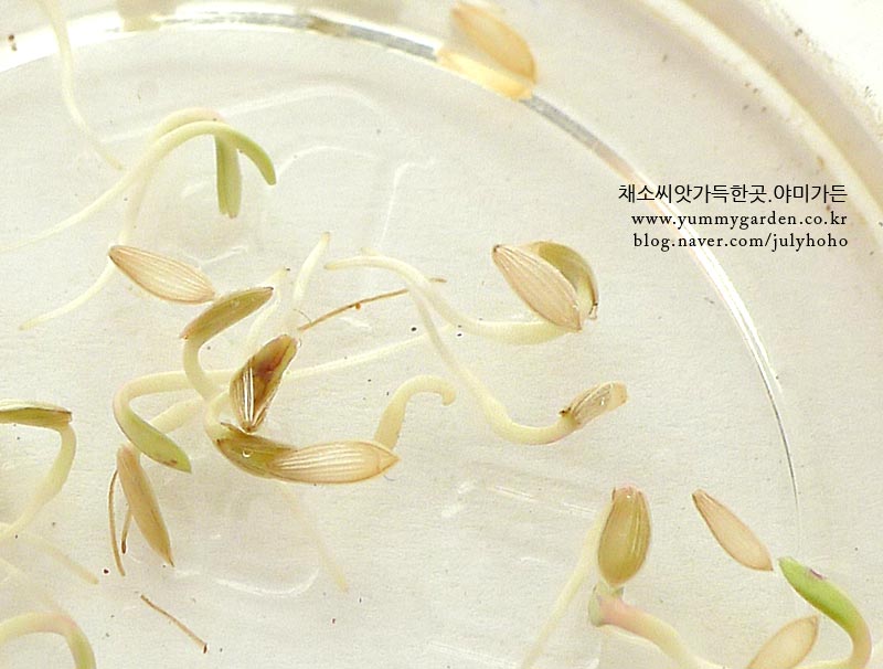 상추 키우기 파종시기 발아온도 주의할점 네이버 블로그