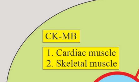 심장효소검사(Cardiac Enzyme Marker) CK-MB와 Troponin T에 대해서 알아봐요~ : 네이버 블로그