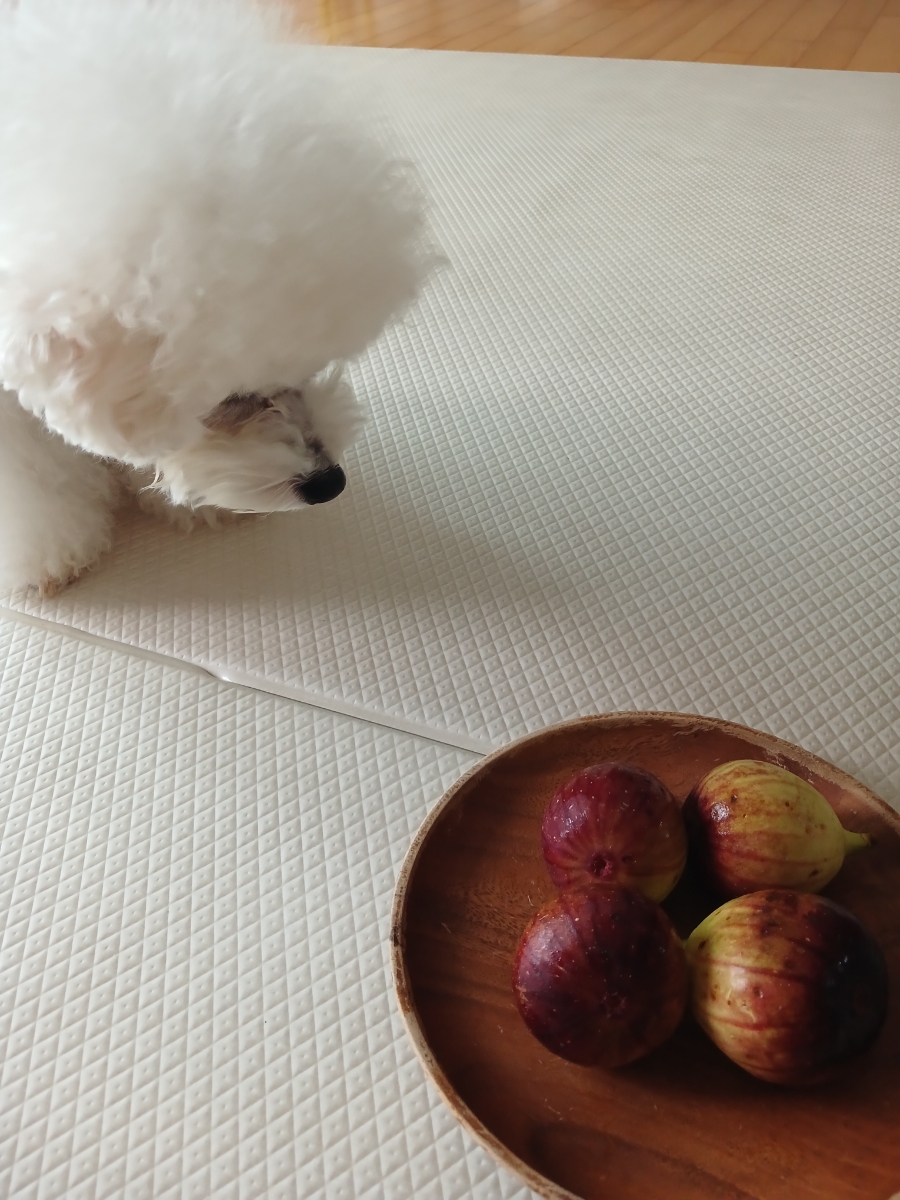 강아지 무화과 먹어도 되나요 좋지 않은 이유 주의할 점 : 네이버 블로그