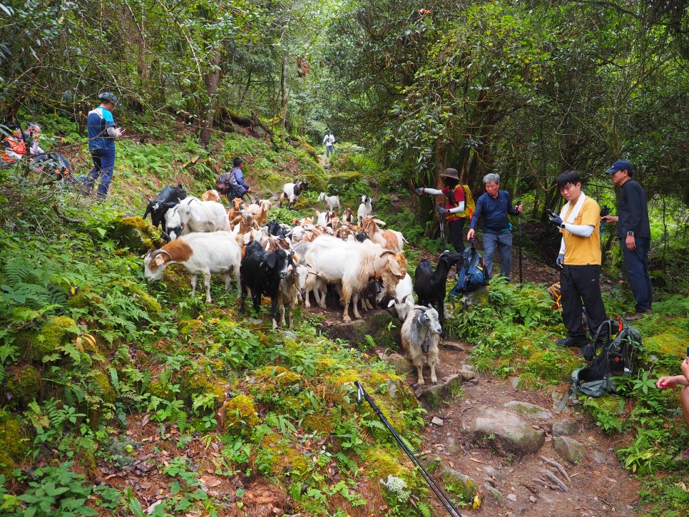 네팔 히말라야 랑탕트레킹 3일차, 샤브루베시~셰르파가온 도보트레킹 시작 : 네이버 블로그