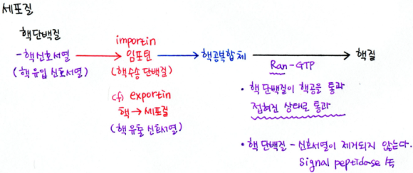 세포학 02 세포소기관의 구조와 기능 정리단백질 합성 변형 이동 03 세포간 연접 네이버 블로그