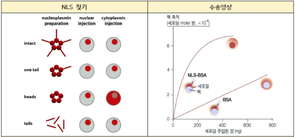 세포학 02 세포소기관의 구조와 기능 정리단백질 합성 변형 이동 03 세포간 연접 네이버 블로그