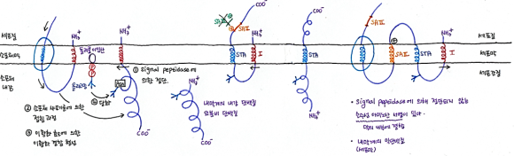 세포학 02 세포소기관의 구조와 기능 정리단백질 합성 변형 이동 03 세포간 연접 네이버 블로그
