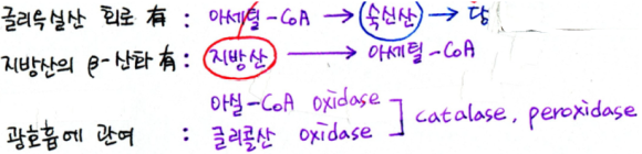 세포학 02 세포소기관의 구조와 기능 정리단백질 합성 변형 이동 03 세포간 연접 네이버 블로그