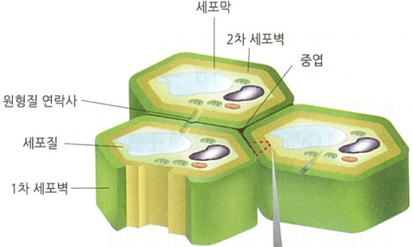 세포학 02 세포소기관의 구조와 기능 정리단백질 합성 변형 이동 03 세포간 연접 네이버 블로그