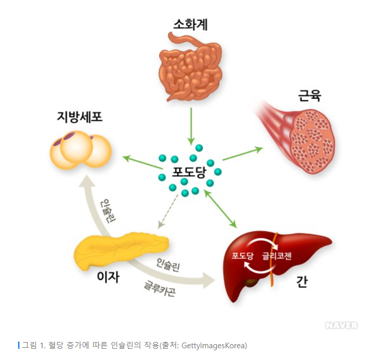 식후 1시간 혈당수치 당뇨 공복혈당 정상수치 원한다면 필수 네이버 블로그