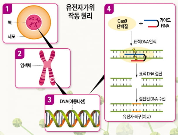 유전자편집기술 개요 종류별 특징장점단점 응용분야 기술개발동향 관련 기업 네이버 블로그