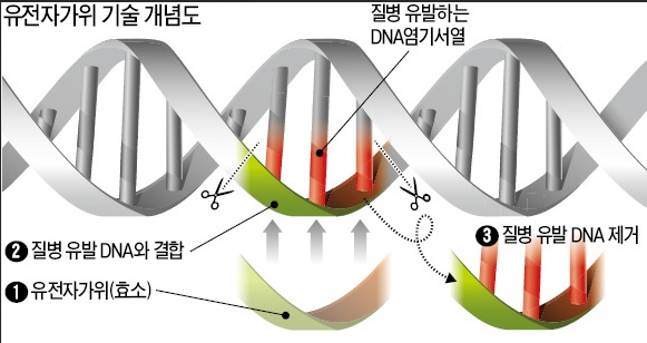 유전자편집기술 개요 종류별 특징장점단점 응용분야 기술개발동향 관련 기업 네이버 블로그