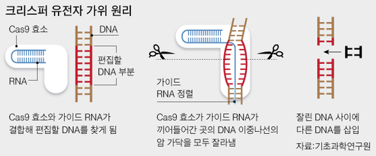 유전자편집기술 개요 종류별 특징장점단점 응용분야 기술개발동향 관련 기업 네이버 블로그