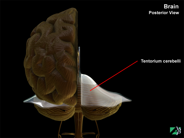 Tentorium cerebelli, 소뇌천막 CT axial view : 네이버 블로그