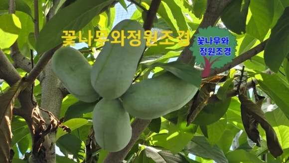 대전 신탄진 조치원 포포나무 판매합니다 실생묘 접목묙 포트묘 결실주 성목 판매 네이버 블로그