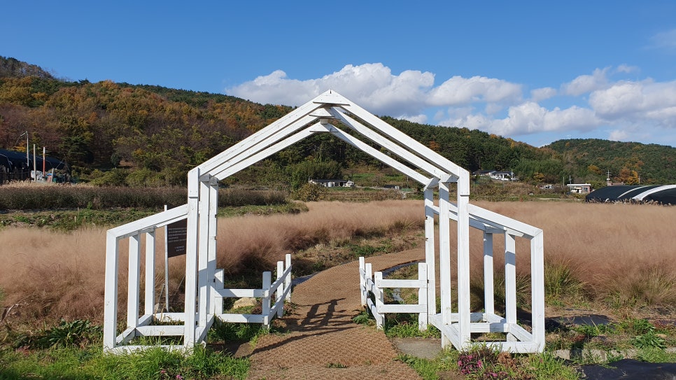 광산마을 경관농업단지 부산 기장 핑크뮬리 팜파스 포토존 가을 명소 정관 정식당에서 자차로 10분 카페바람 신평소공원 웨이브온