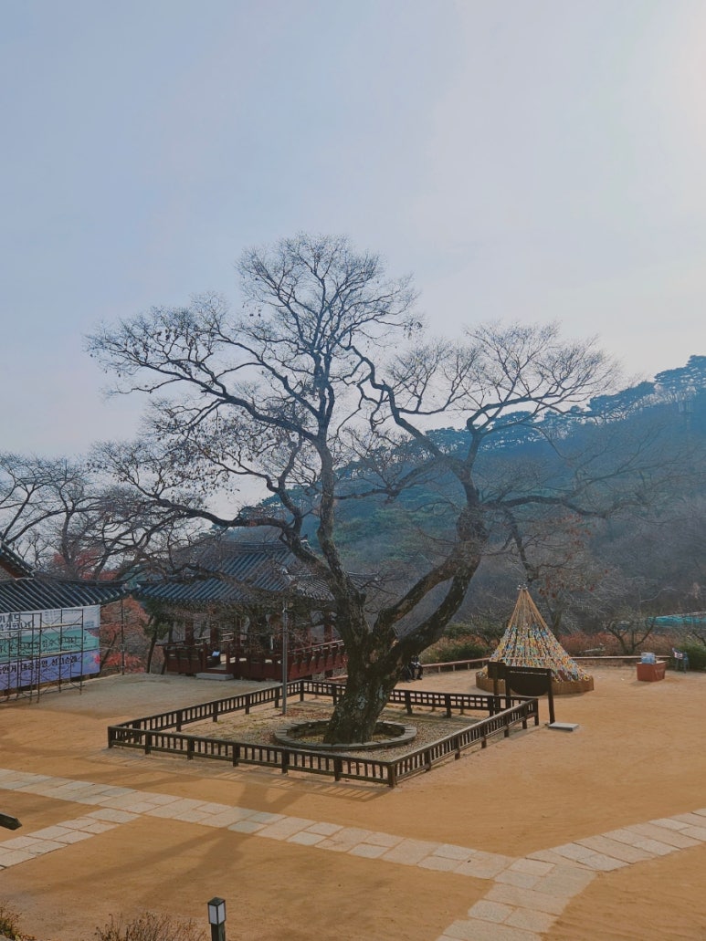 강화도 새해 해맞이 행사 가볼만한곳 강화 유명사찰 해돋이 명소 전등사 카페 템플스테이 겨울풍경 새해 소원등 달기 가능한 절