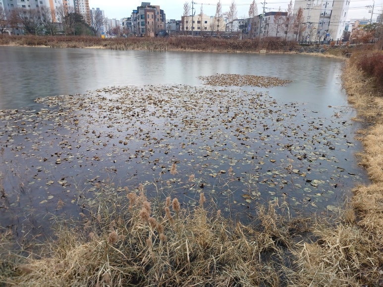 구로구 항동저수지의 겨울 / 항동저수지 새들의 겨울나기 : 네이버 블로그
