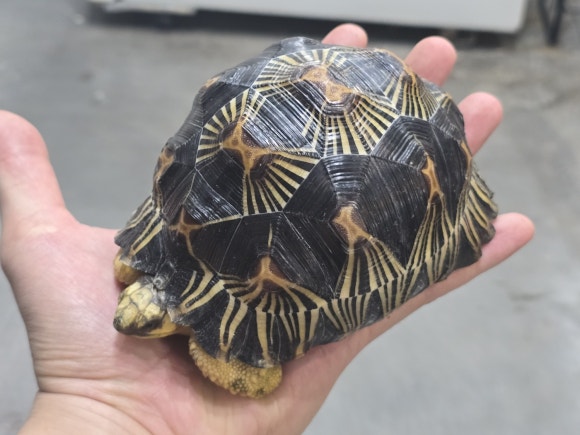 뉴런에서 분양중인 멋진 방사거북이들 근황 전해드려요 : 네이버 블로그