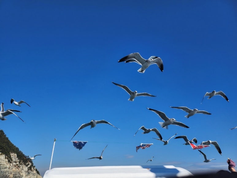 [부산 태종대] 부모님이랑 함께💛 부산 데이트코스 추천 "태종대 유람선" : 네이버 블로그