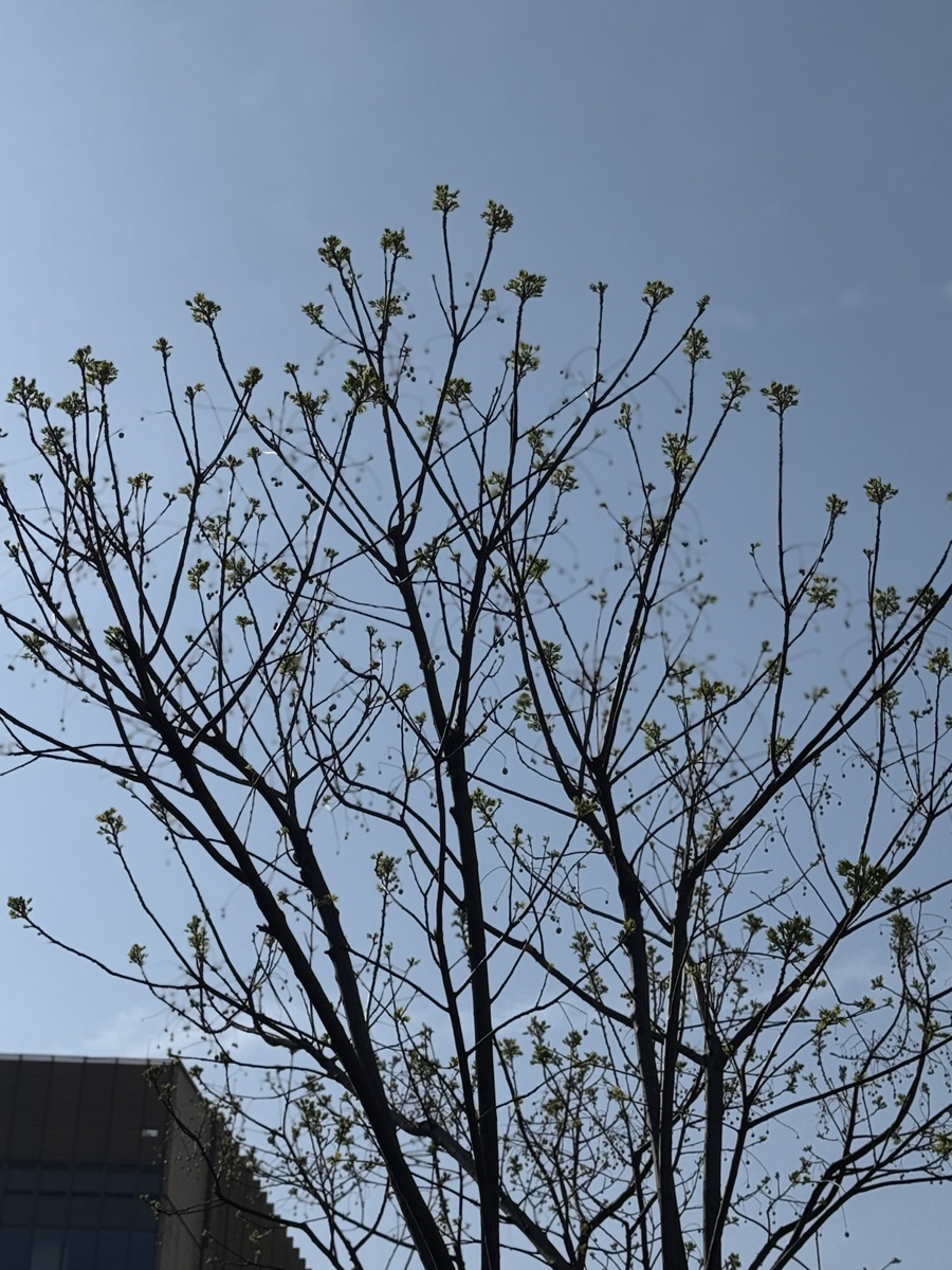 [해외생활+216] 중국 최애간식들먹기 蜜雪冰城 Lay's 乐事오이맛 盒马허마X회원 캐드버리초콜렛 NeRds젤리 : 네이버 블로그