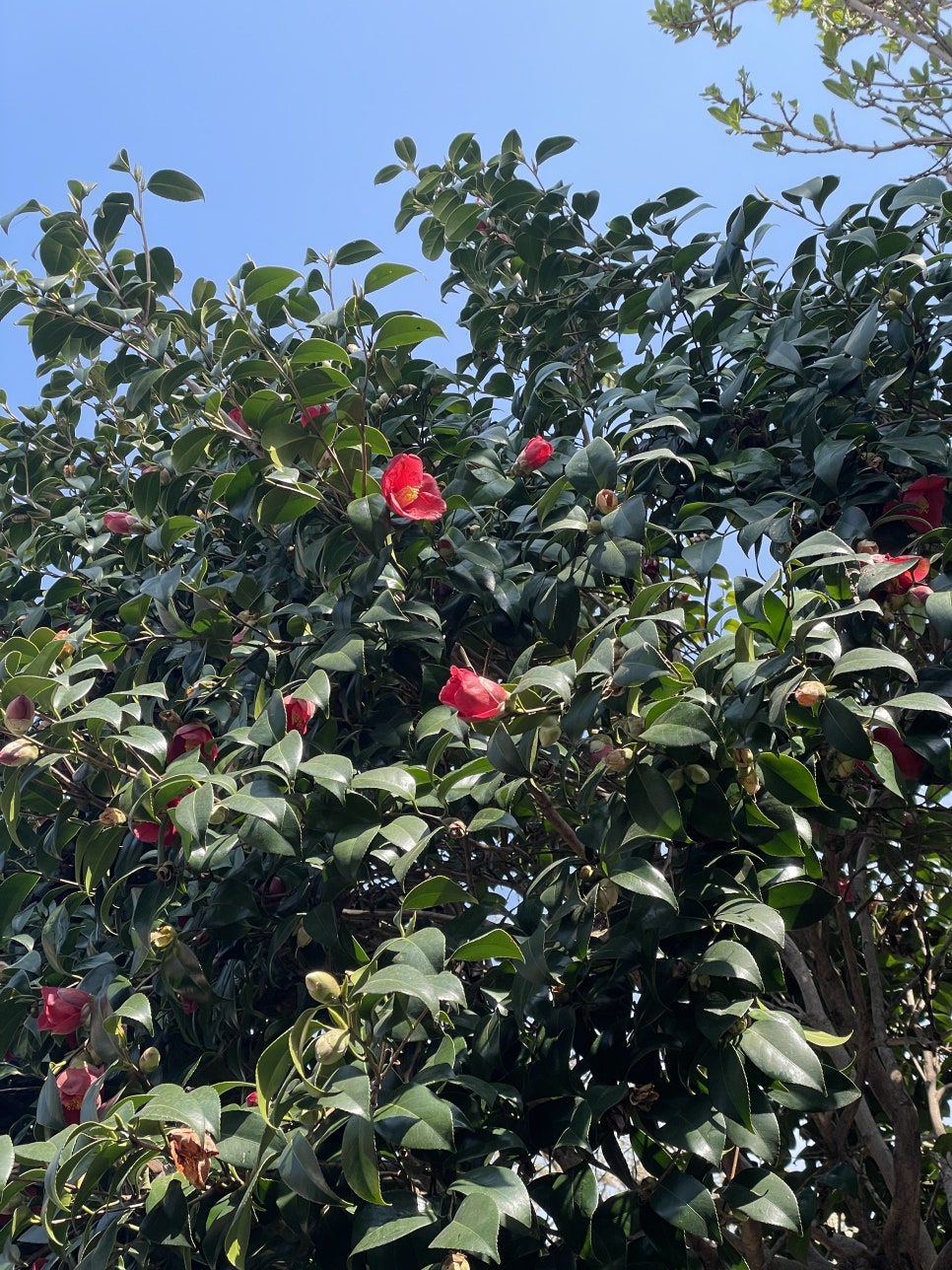 통영, 봄이 깨어나는 순간 : 네이버 블로그