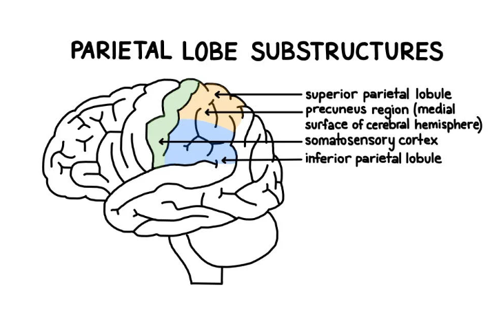 두정엽(Parietal lobe)의 구조와 기능 : 네이버 블로그