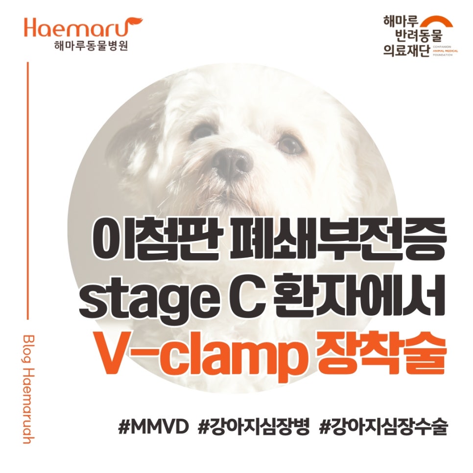 강아지 이첨판 폐쇄부전증(MMVD) stage C 환자에서 V-clamp 장착 심장수술 사례 : 네이버 블로그