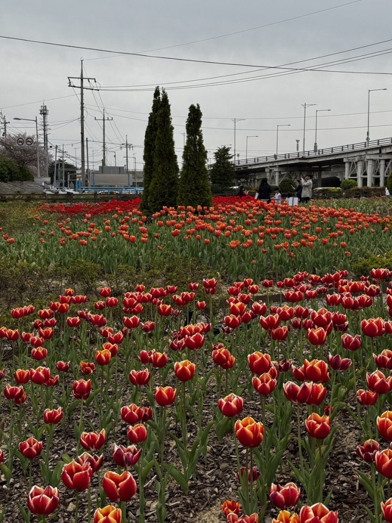 부산 꽃 투어/황령산_동백&벚꽃 / 대저생태공원_유채 외 / 화명생태공원_튤립 : 네이버 블로그