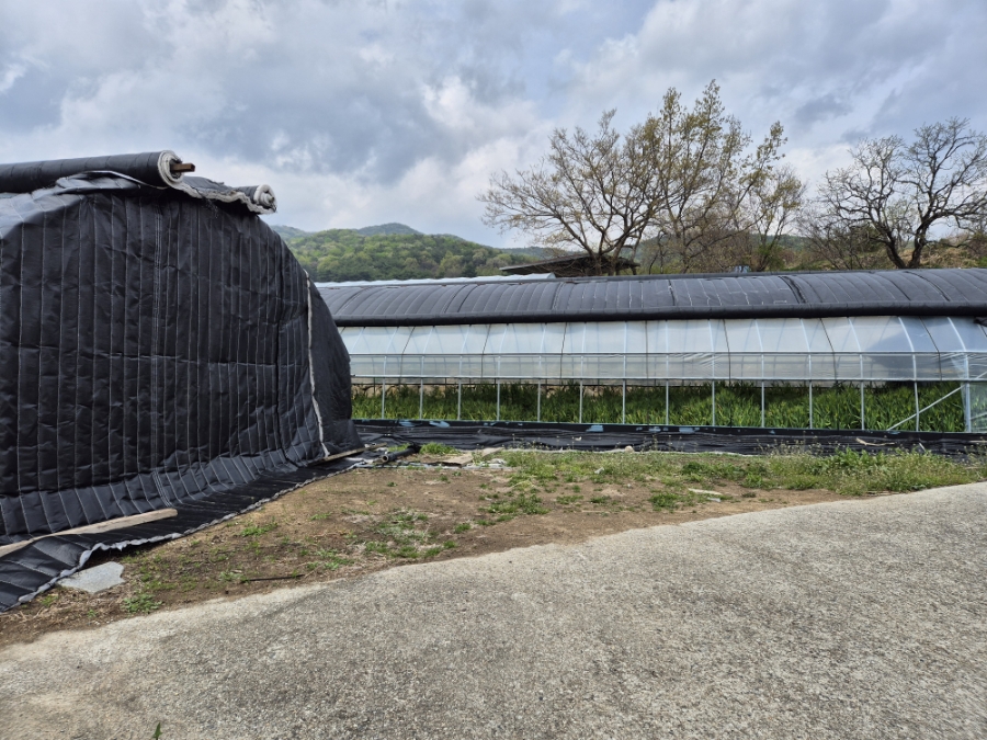 양산 삼장수 미나리마을 : 네이버 블로그