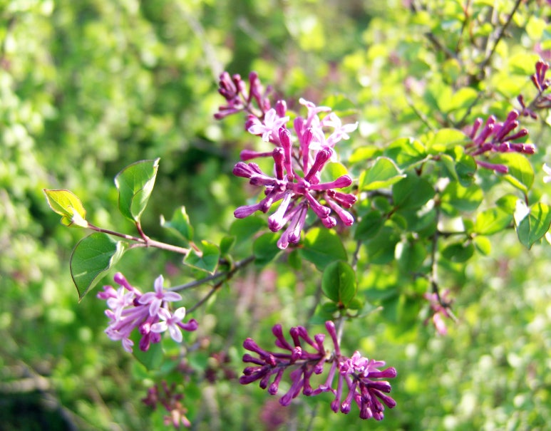 라일락꽃 명소 베스트 10 라일락꽃 지역별 개화 시기 : 네이버 블로그