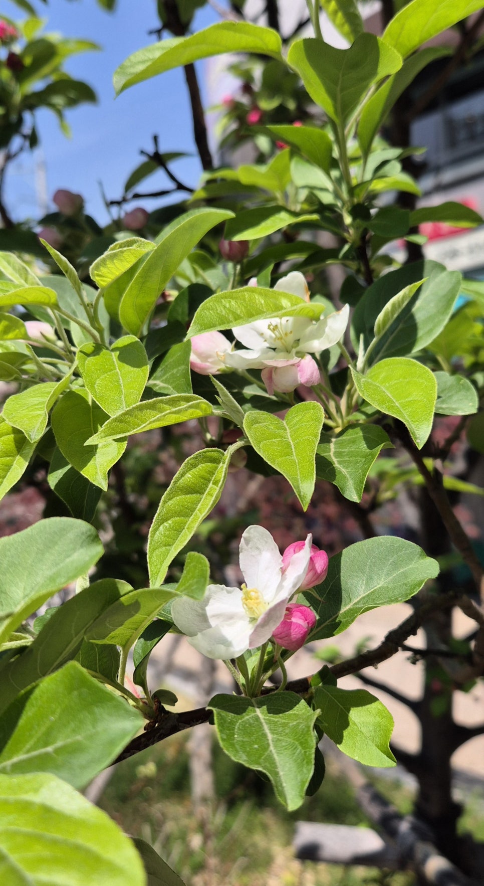 광주 동구 경양로234 그랜드센트럴 75A타입 거실확장형 : 네이버 블로그